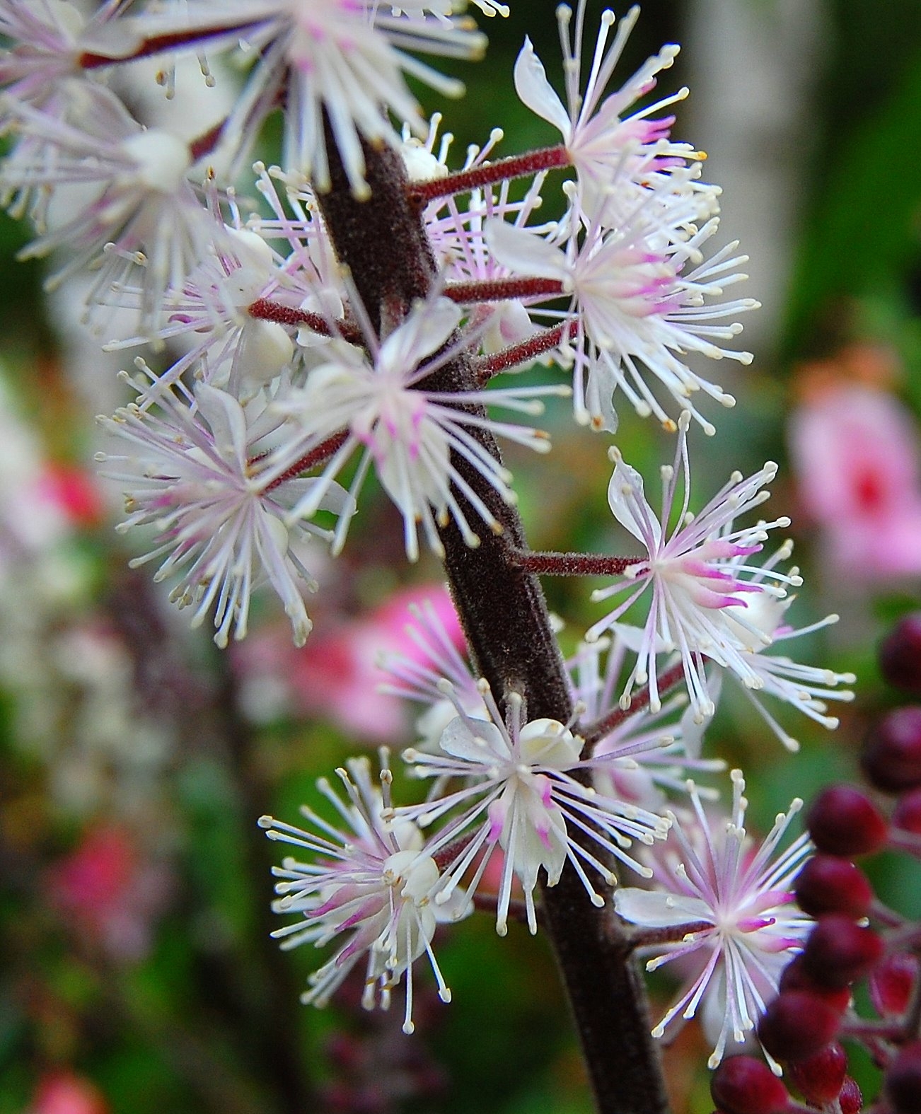 Actaea simplex 'Pink Spike' - Denis Plants