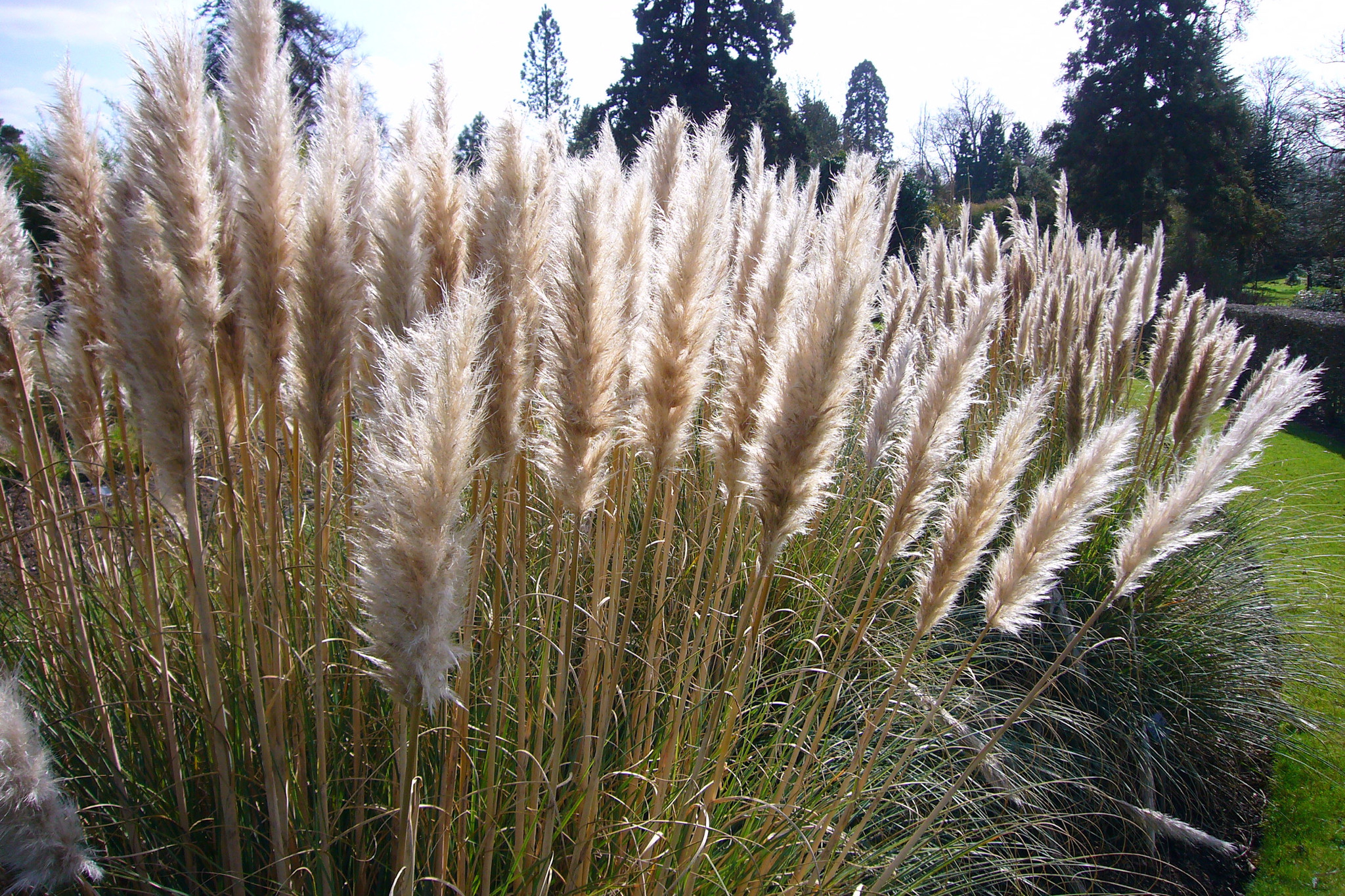 Cortaderia selloana 'Pumila' - Denis Plants