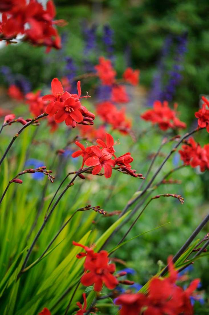 Crocosmia masoniorum 'Hell Fire' - Denis Plants
