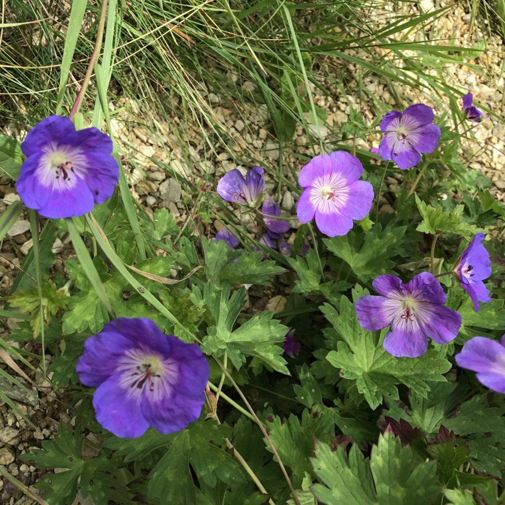 Geranium 'Azure Rush'™ - Denis Plants