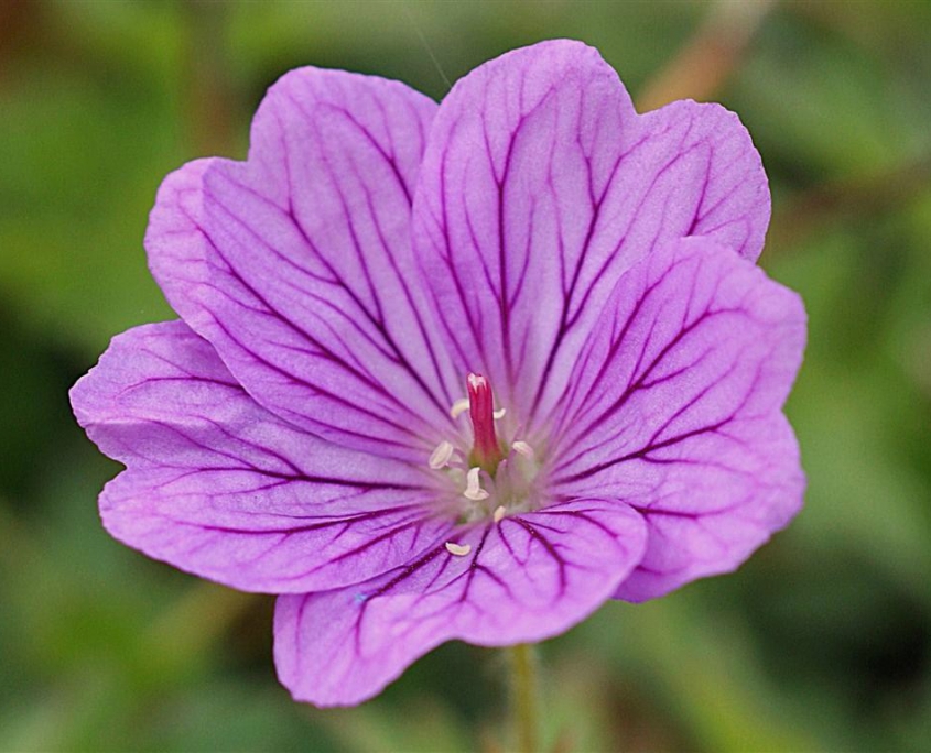 Geranium 'Blushing Turtle' - Denis Plants