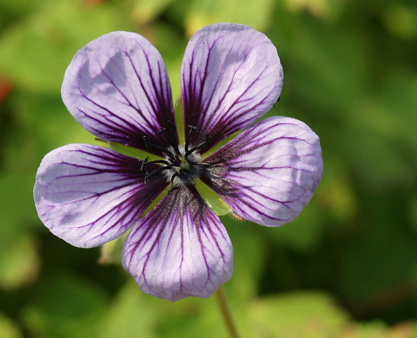 Geranium lambertii x procurrens 'Salomé' - Denis Plants