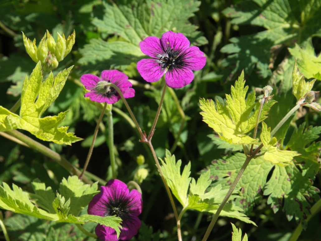 Geranium 'Sandrine' - Denis Plants
