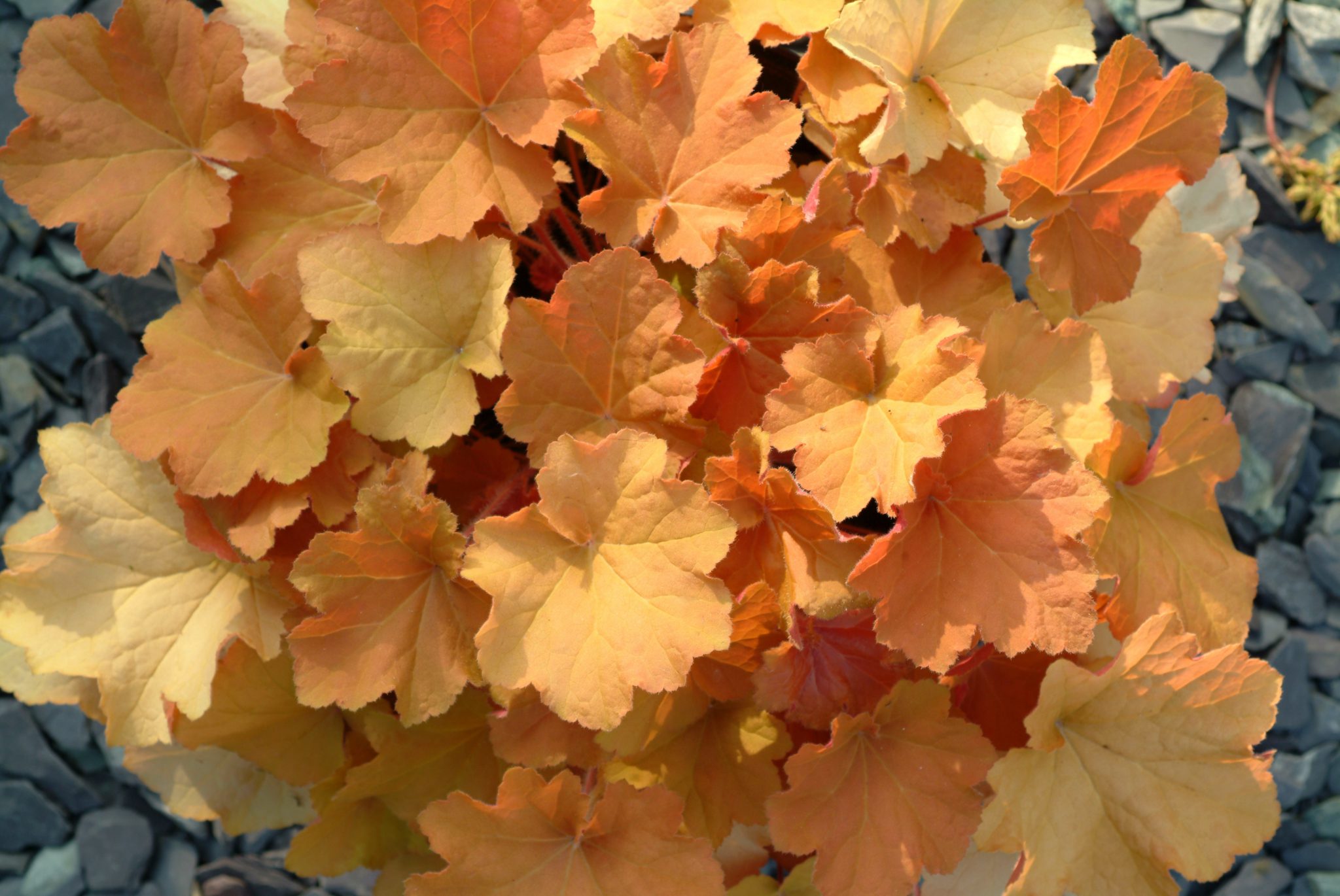 Heuchera 'Caramel'® - Denis Plants