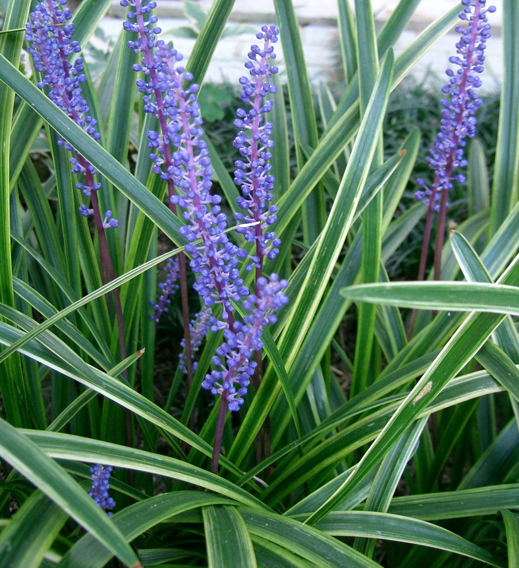 Liriope variegata - Denis Plants