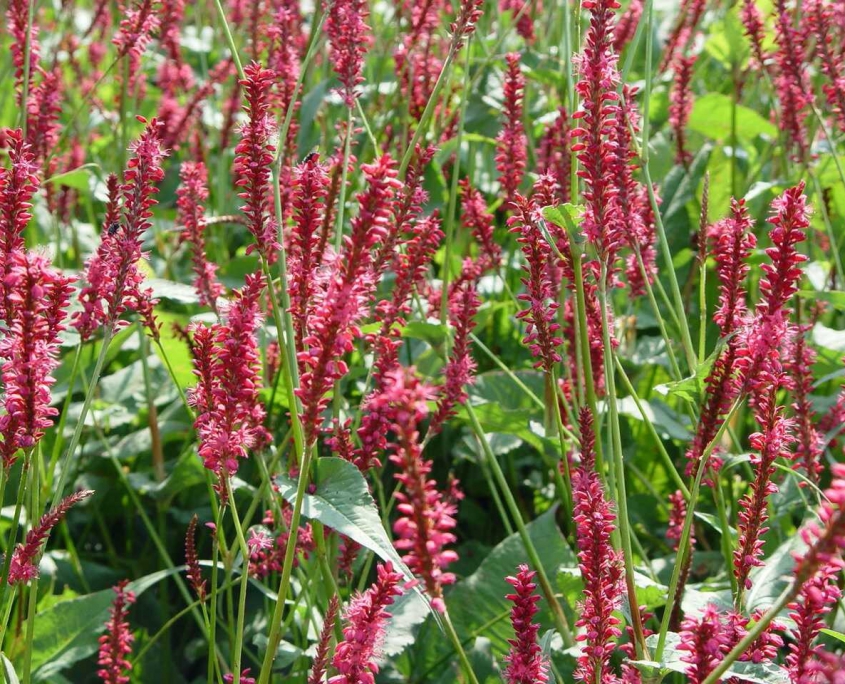 Persicaria ampl. 'Speciosa' - Denis Plants
