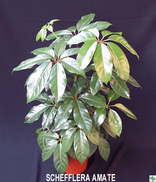 Schefflera 'Amate' - Denis Plants