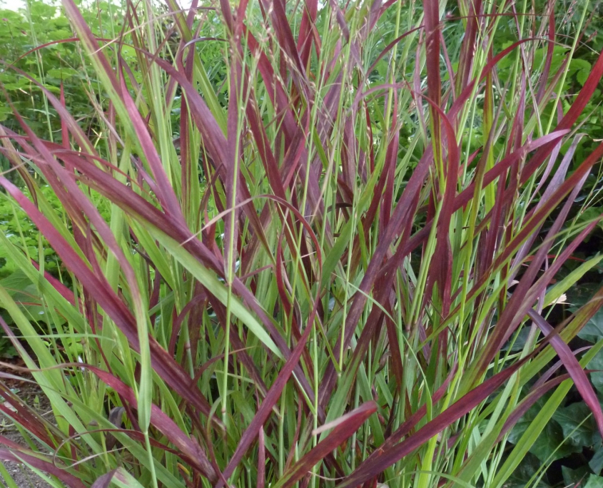 Panicum 'Oxblood Autumn' - Denis Plants