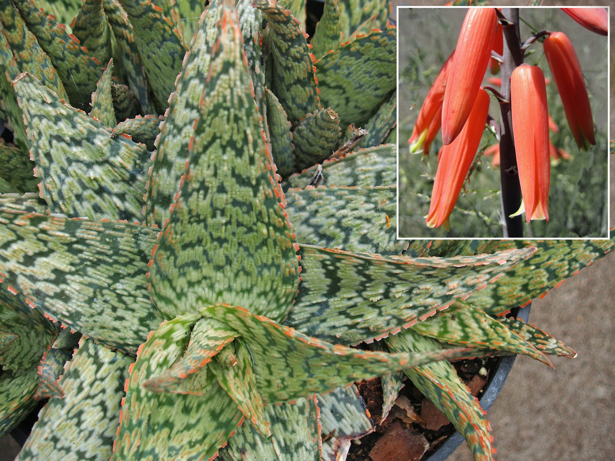 Aloë 'Cleopatra' - Denis Plants