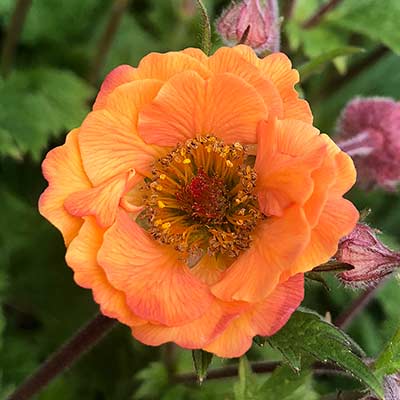 Geum 'Tempo Orange' - Denis Plants