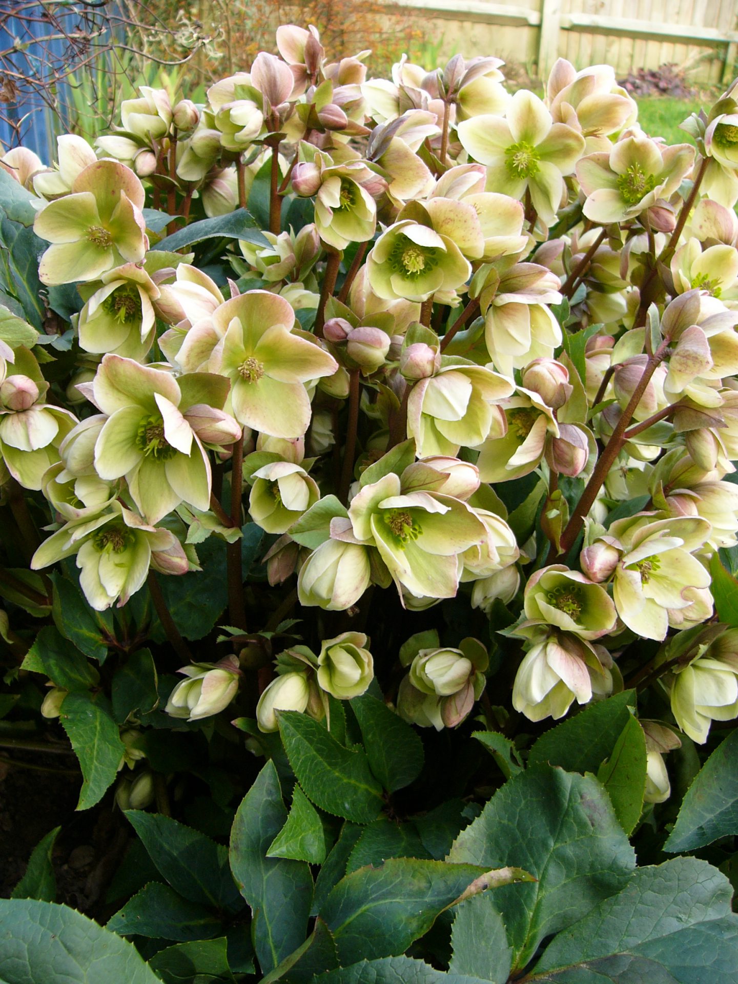 Helleborus ericsmithii 'Ivory Prince'® - Denis Plants