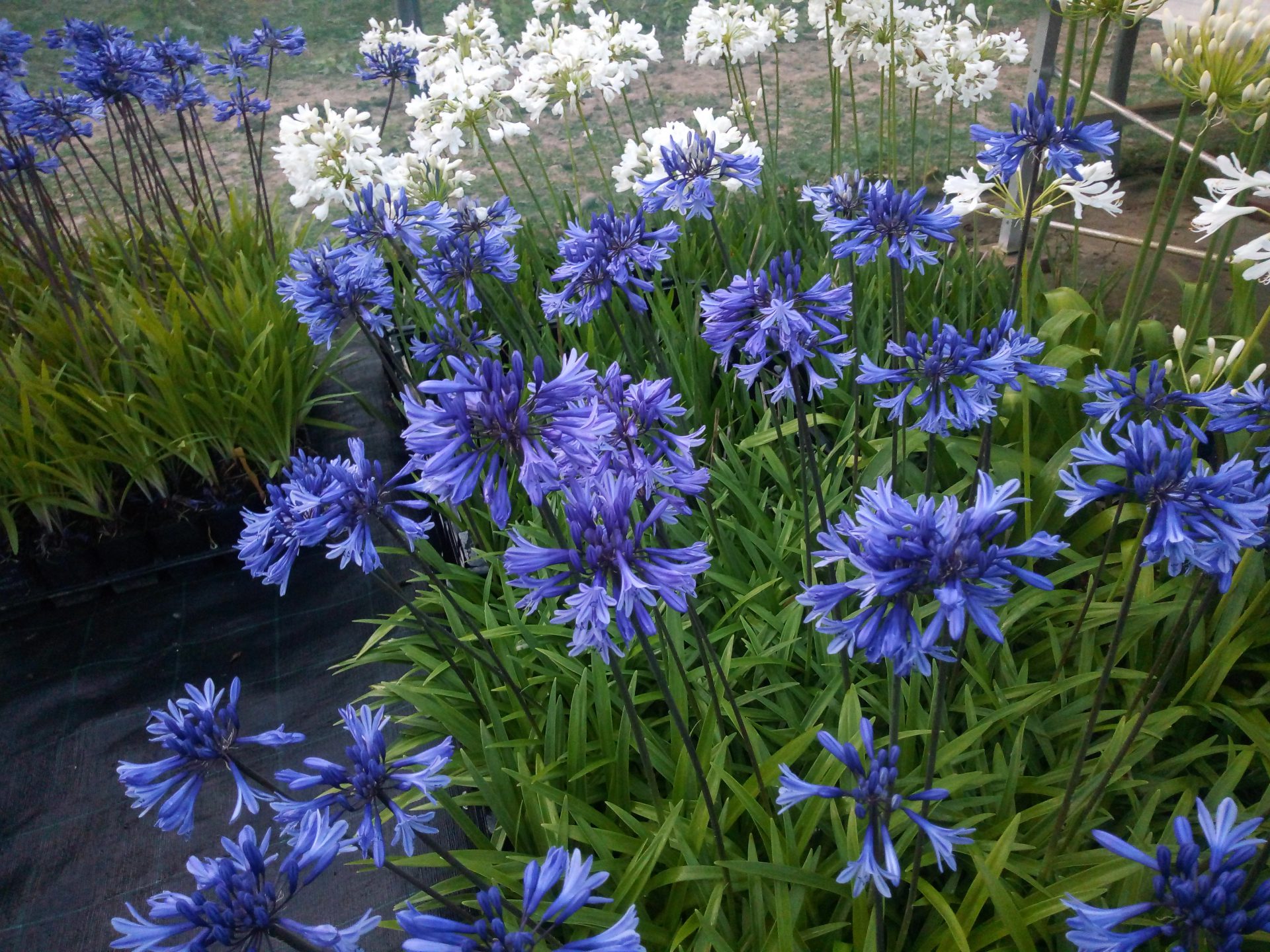Agapanthus 'African Queen'® - Denis Plants