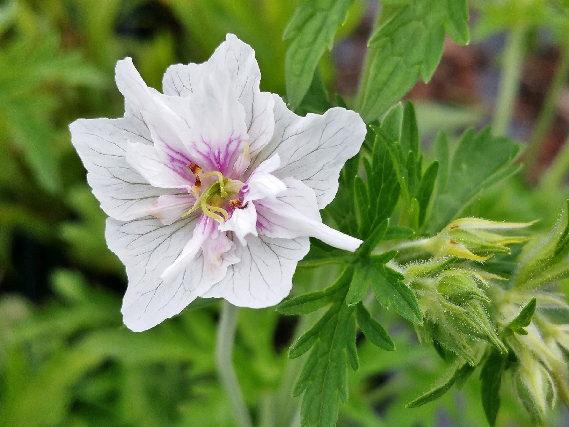 Geranium pratense 'Algera Double' - Denis Plants