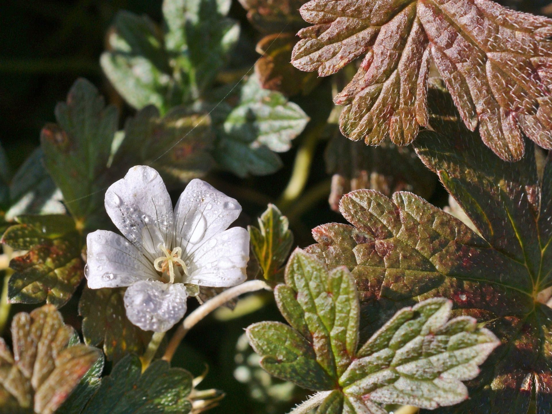 Geranium 'Sanne' - Denis Plants