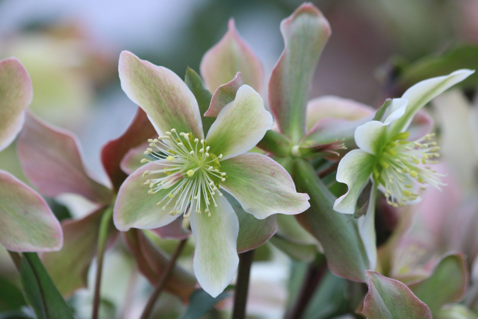 Helleborus ericsmithii 'Winter Star'® - Denis Plants