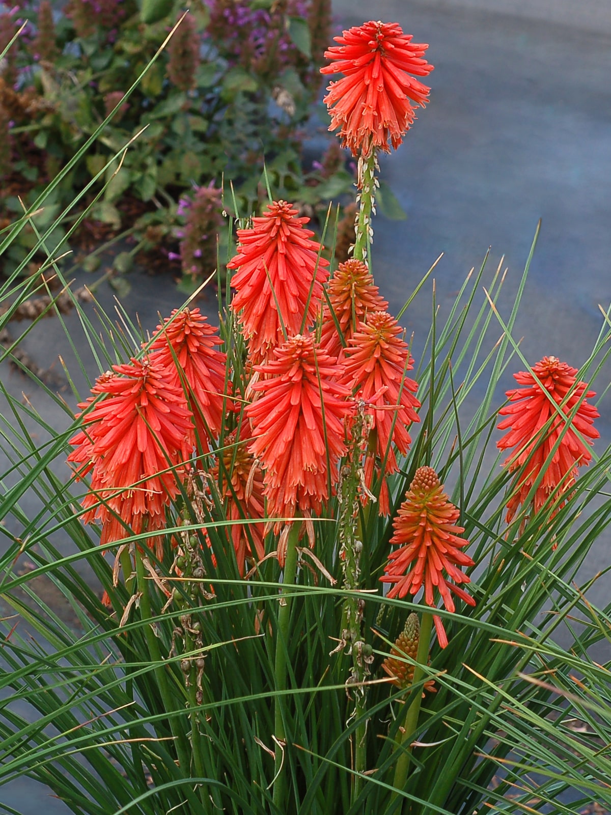 Kniphofia 'Poco™ Red'® - Denis Plants