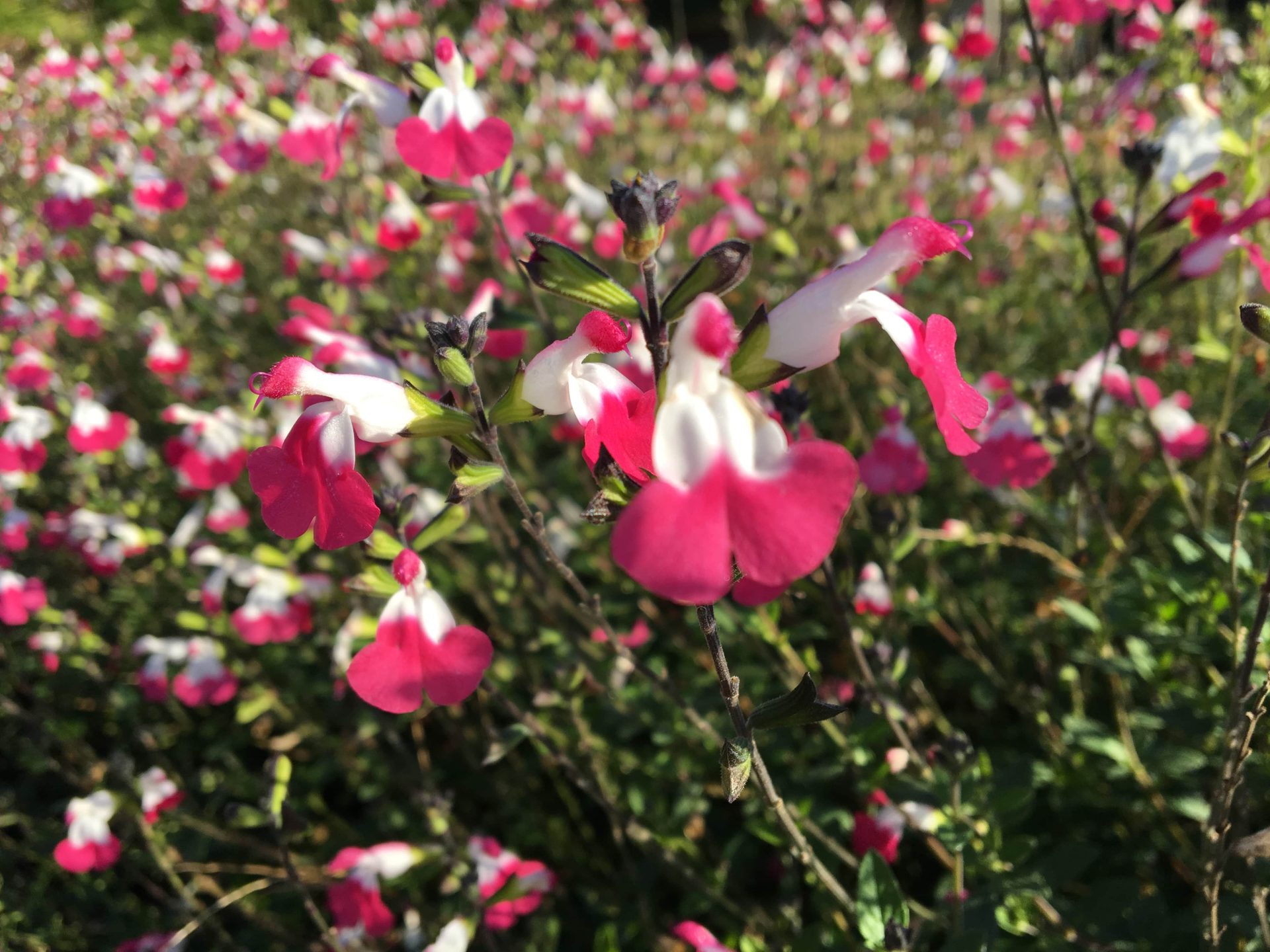 Salvia microphylla 'Pink Lips (Jeremy)'® - Denis Plants