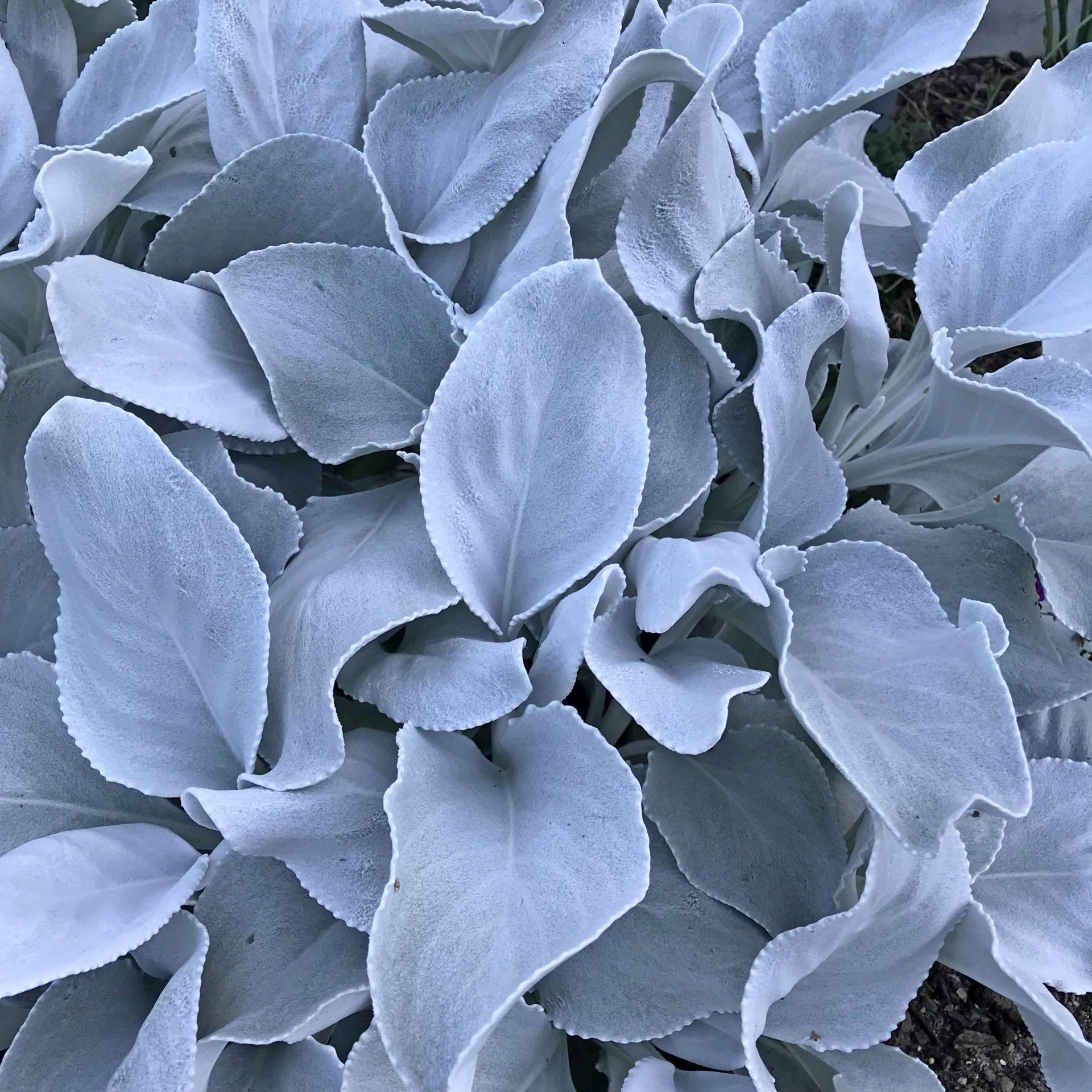 Senecio candicans 'Angel Wings'® - Denis Plants