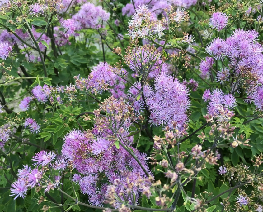 Thalictrum 'Elin' - Denis Plants