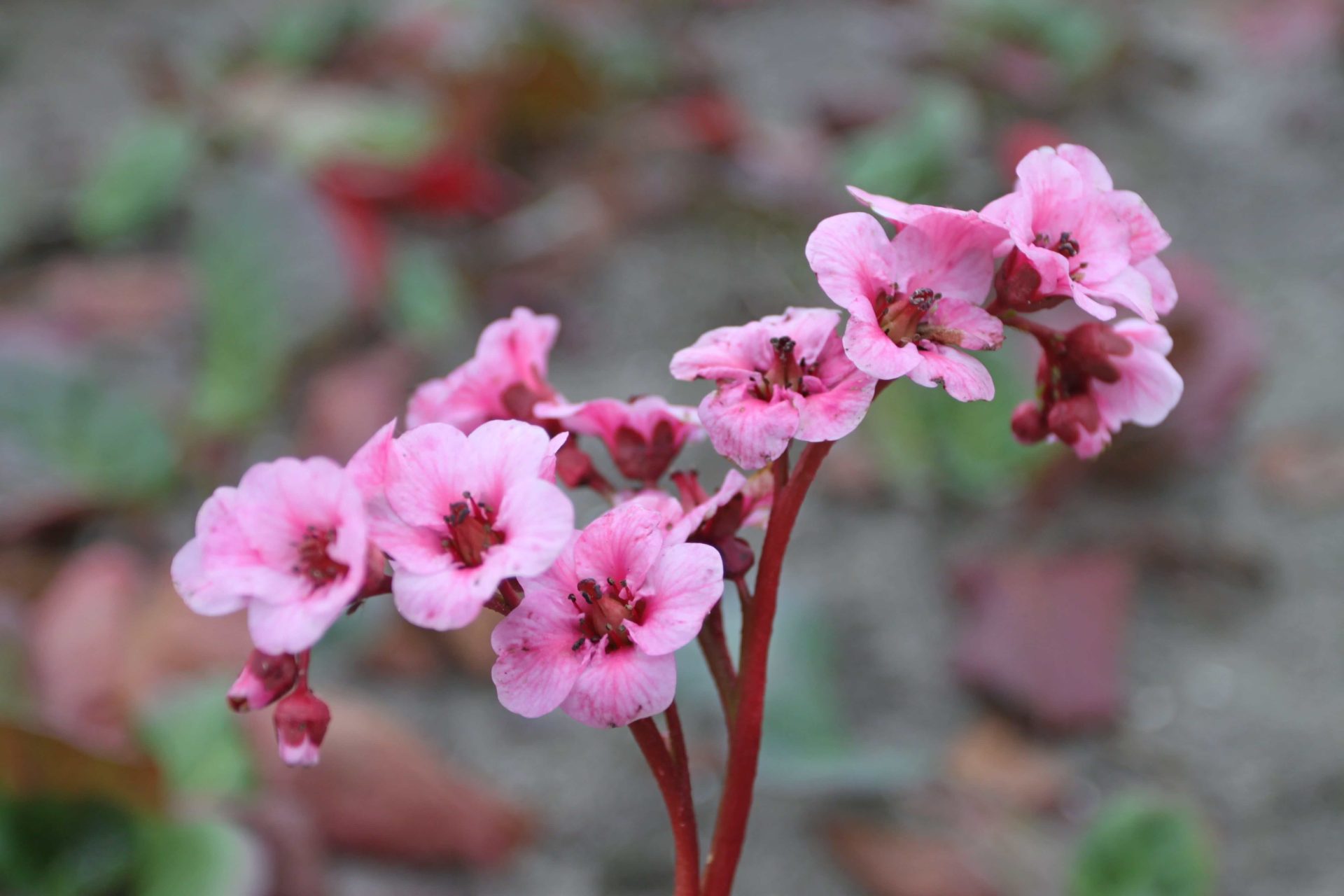 Bergenia cordifolia 'Eden's Dark Margin' - Denis Plants