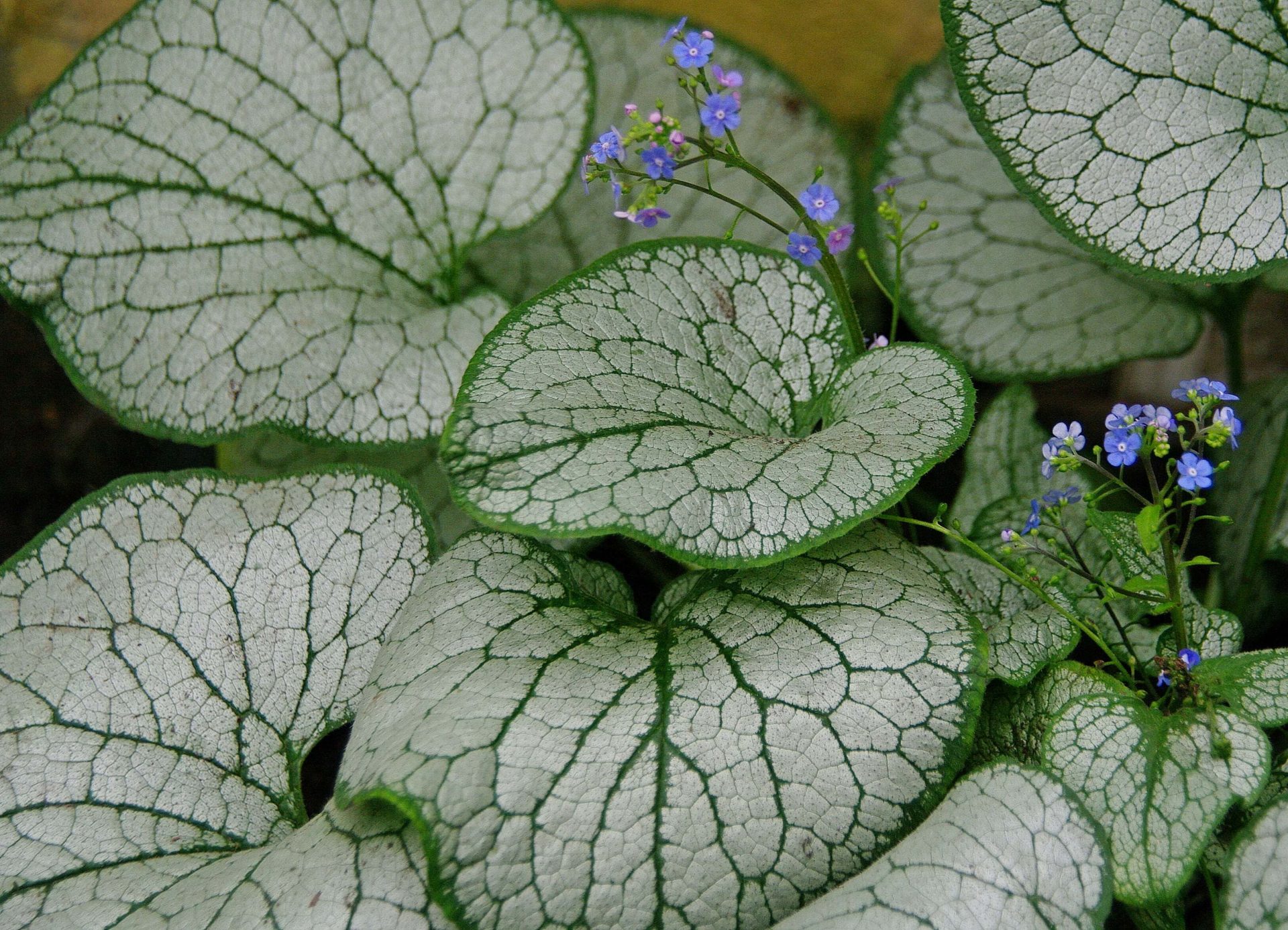 Brunnera macrophylla 'Silver Spear'™ - Denis Plants