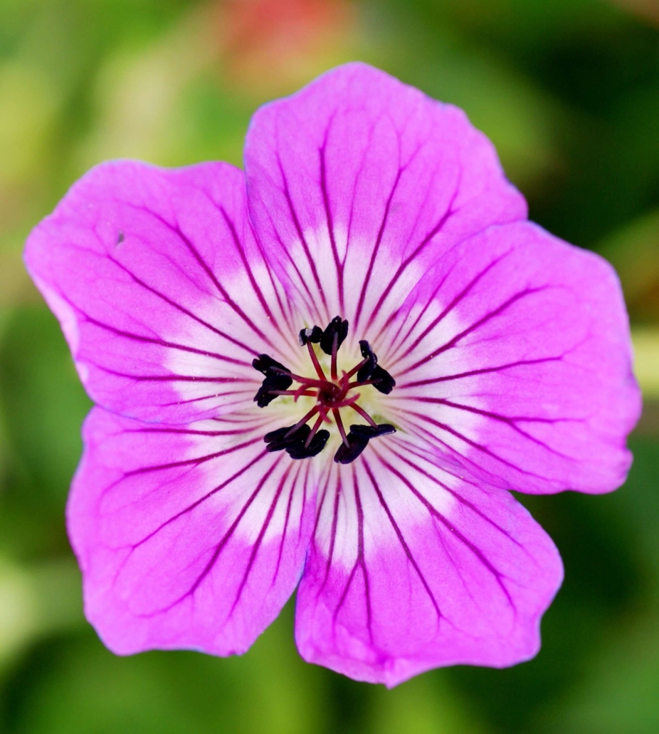 Geranium wallichianum 'Kelly Anne'® - Denis Plants