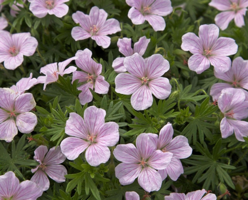 Geranium sanguineum 'Pink Pouffe'® - Denis Plants