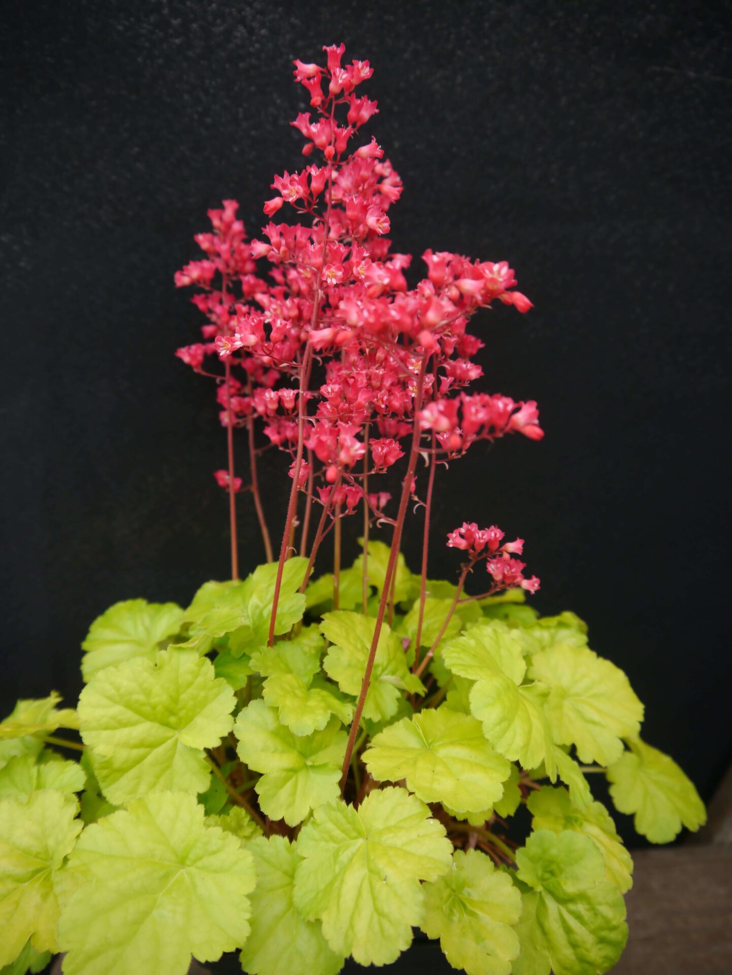 Heuchera 'Princess Aurora'® - Denis Plants