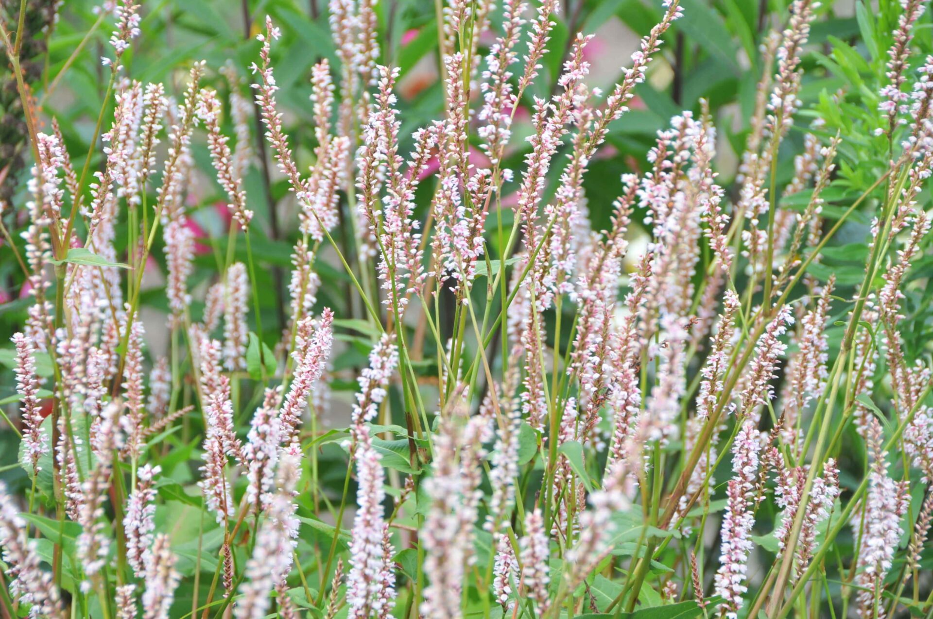Persicaria (Bistorta) amplexicaulis 'JS™ Misty Morning'® - Denis Plants