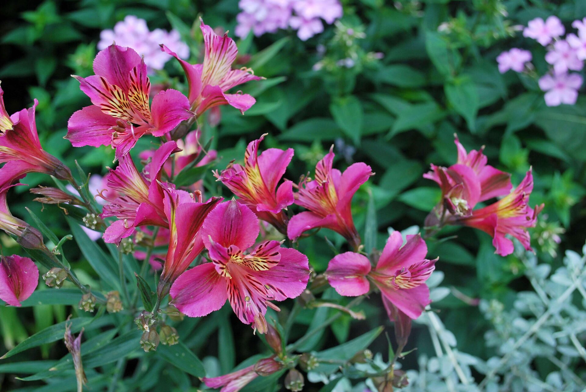 Alstroemeria 'Mauve Majesty' - Denis Plants