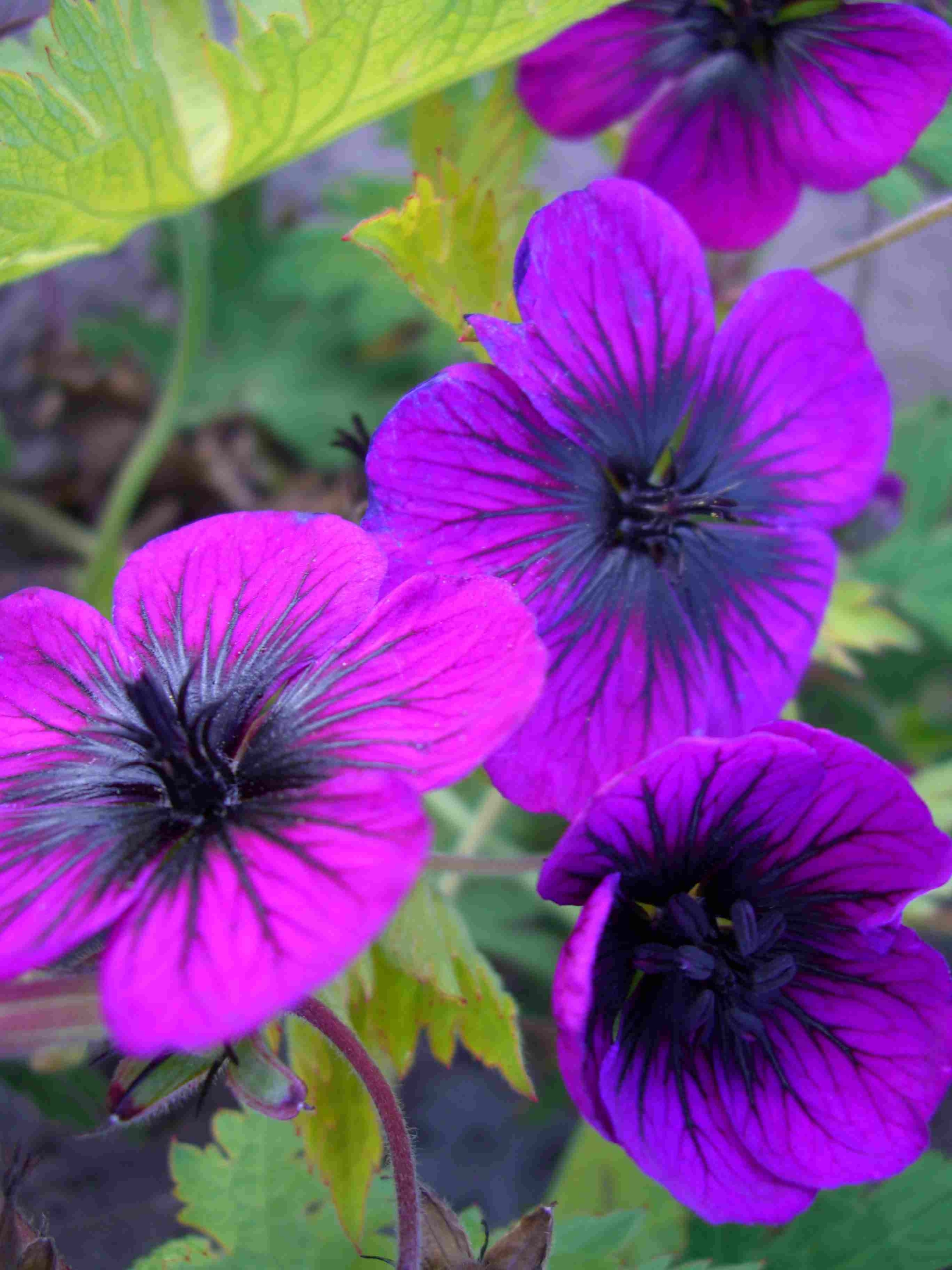 Geranium Patricia x An Folkard 'Sandrine'® - Denis Plants