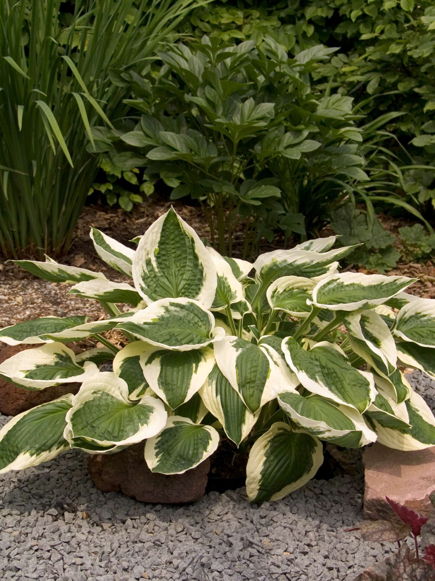 Hosta 'Patriot' - Denis Plants