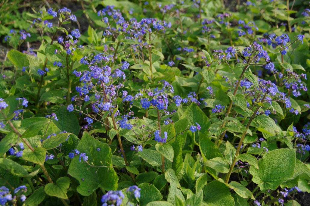 Brunnera macrophylla 'Blue Ocean'® - Denis Plants