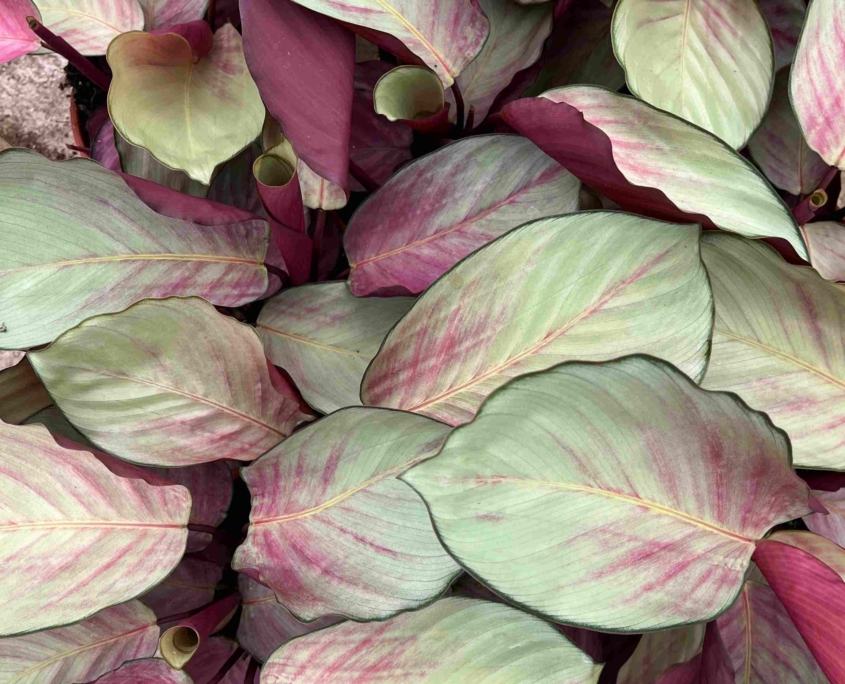 Calathea 'Corona' - Denis Plants