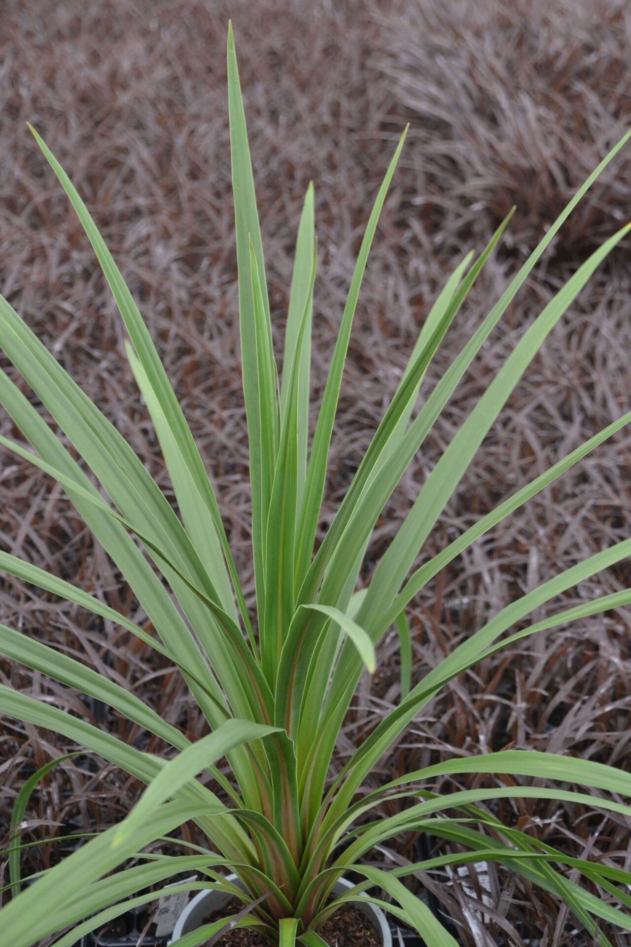 Cordyline australis 'Verde'® - Denis Plants