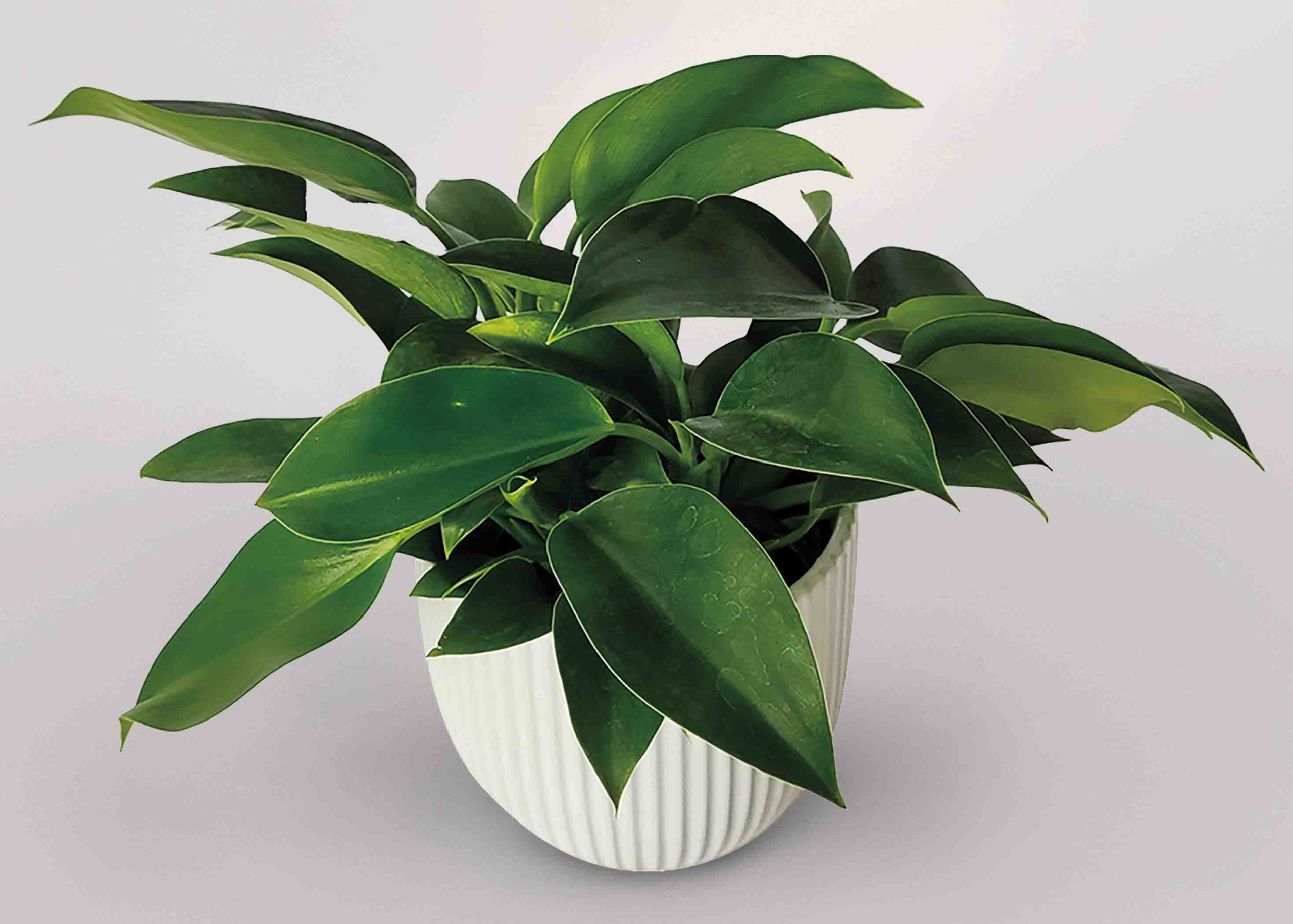 Philodendron 'Green Princess' - Denis Plants