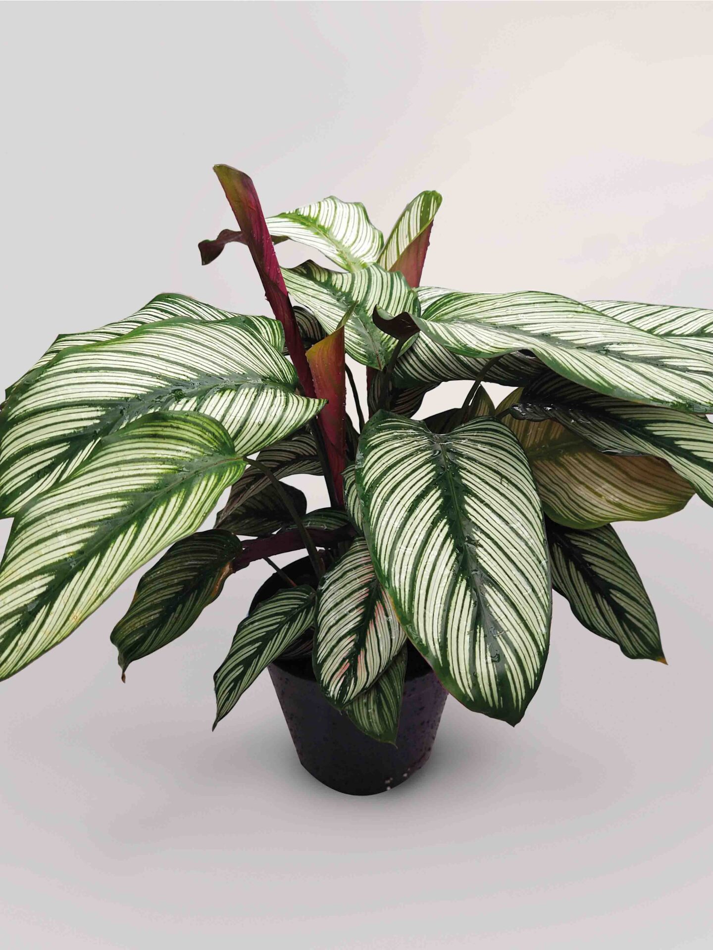 Calathea 'White Star' - Denis Plants