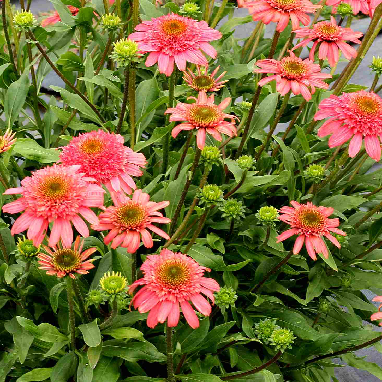 Echinacea 'Cara Mia™ Seashell'® - Denis Plants